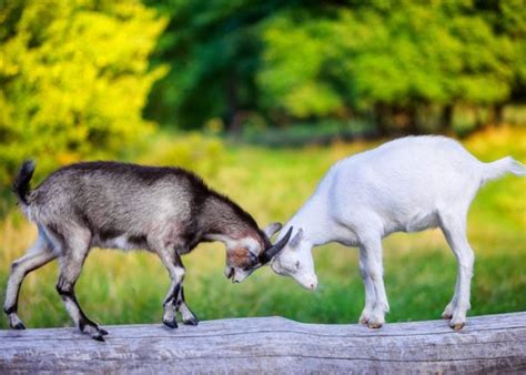 Disbudding Goats 3 Helpful Ways On How To Disbud Goats