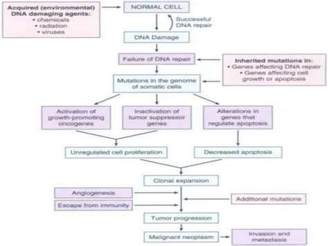 Mutation Pptx Genetics Science