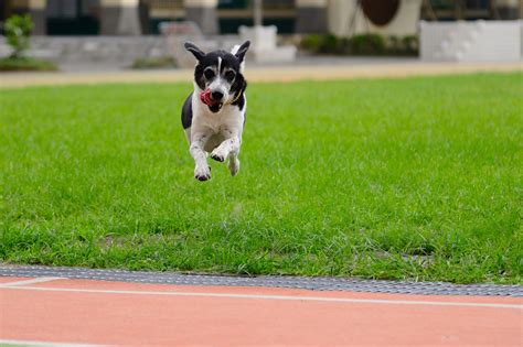 運動 致 人類最好的朋友 為「牠」拍出真摯情感 Digiphoto