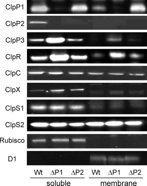 Cellular Localization Of Clp Proteins In Wild Type Synechococcus Wt