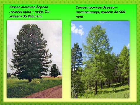 Растительный и животный Ханты Мансийского автономного округа презентация онлайн