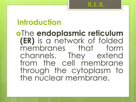 Ppt Rough Endoplasmic Reticulum Powerpoint Presentation Free