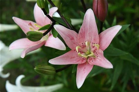 백합의 계절 내 마음도 활짝 피었습니다 오마이뉴스