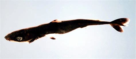 Dwarf Lantern Shark Ocean Treasures Memorial Library