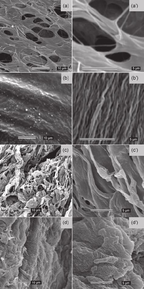 Scanning Electron Micrographs Of Pure Collagen And Collagencarbon Download Scientific Diagram