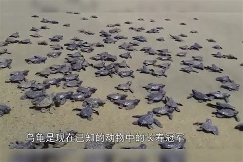 刚出生的动物长什么样子？还有比动物幼崽更可爱的吗？动物样子什么