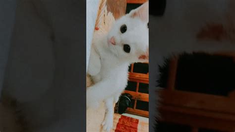 Sissy My Little Kitten Youtube