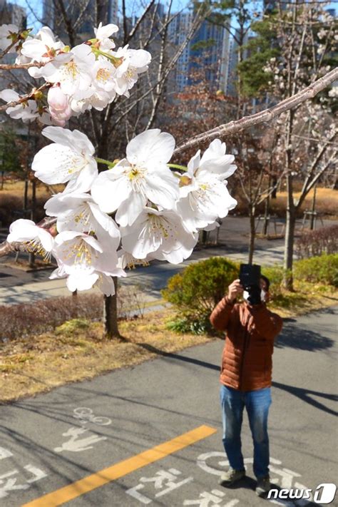 벚꽃 촬영 삼매경 네이트 뉴스