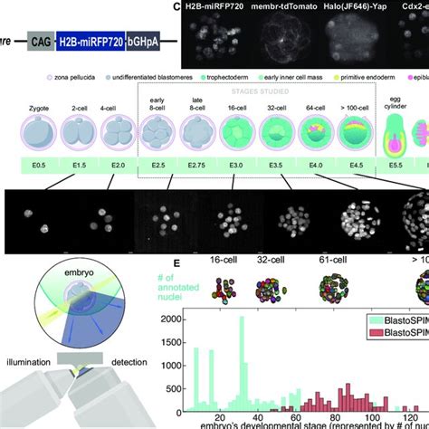 Qualitative Evaluation Of Five Instance Segmentation Networks Trained Download Scientific