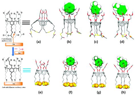 geometry optimized structures a receptor molecule cme e receptor