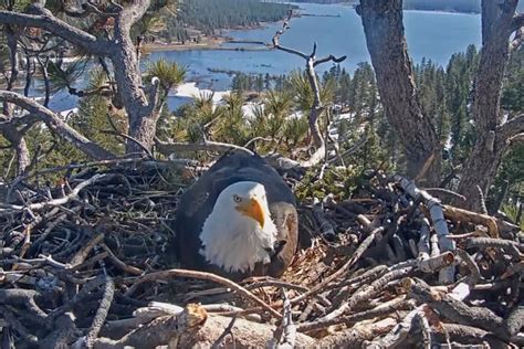 Watch Live Bald Eagle Eggs Expected To Begin Hatching In Big Bear Valley California