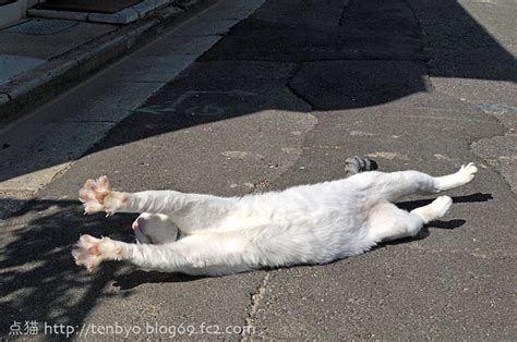 点猫 blog 大阪の日曜猫写真家の猫写真ぶちゃいどる平太