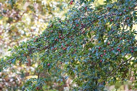 又见山里 野 荔枝红…… 果实