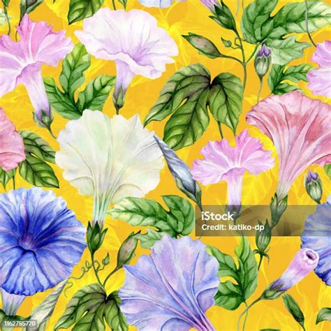 아름다운 Ipomoea 노란색 배경에 등반 잎꽃 매끄러운 꽃 무늬 수채화 그림입니다 손으로 그린 일러스트 개화기에 대한 스톡