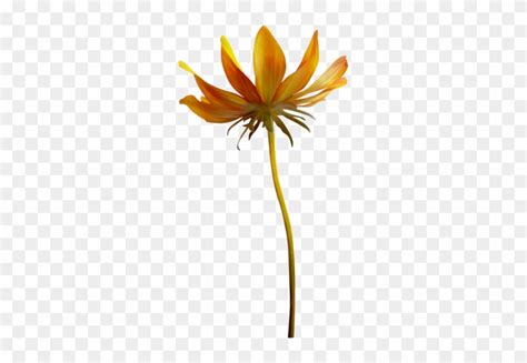 Fj Fire Lily Free Transparent PNG Clipart Images Download