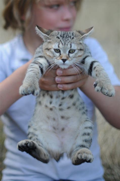 Elevage Eleveur Chats Chatons Race Pixie Bob Pixiebob Pixie Bobs Pixiebob Poil Court Et Long Loof Et