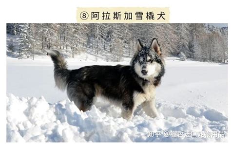 宠物毛发分类及护理推荐伊珊娜篇 知乎