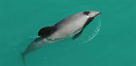 Dolphin Researchers Say Nzs Proposed Protection Plan Is Flawed And