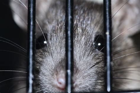 Uk Pests That Can Attack Humans Pest Exterminators Herts