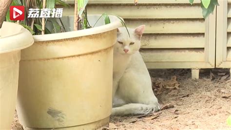 在小区被流浪猫抓伤谁担责？男子被流浪猫抓伤物业被判赔偿我苏网
