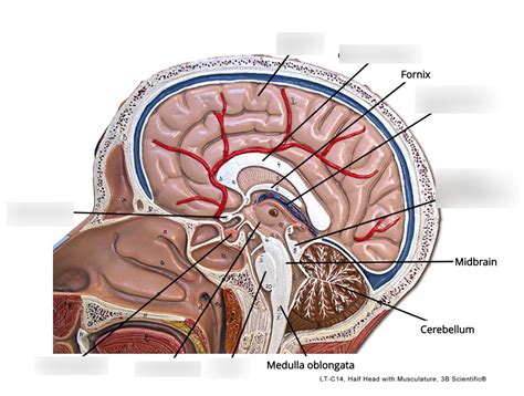 Brain Saggital View Part 2 Diagram Quizlet