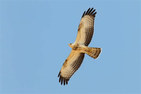 Common And European Honey Buzzards Photo Id Guide Birdguides