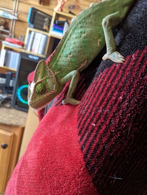 Need To Get A Sex For This Veiled Chameleon Her Rchameleons
