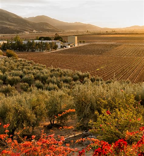 Valle De Guadalupe Wine Country Travel Guide Purewow