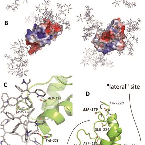 The Results Of Molecular Dynamics Simulations Of Prp The Structure Download Scientific Diagram
