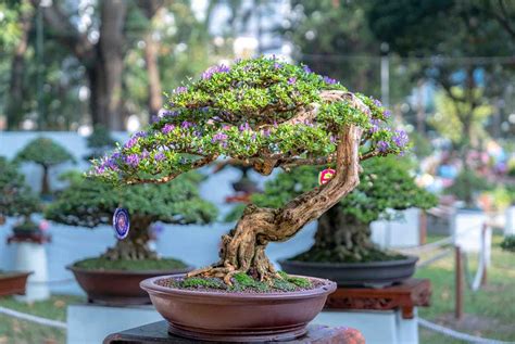 How Big Do Bonsai Trees Get Treezpedia Indoor And Outdoor Trees Information