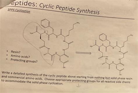 Solved Eptides Cyclic Peptide Synthesis SPPS Cyclization Chegg