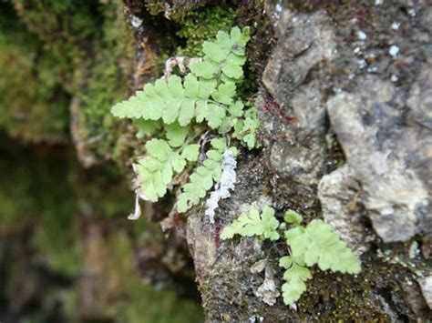 コガネシダ Woodsia macrochlaena