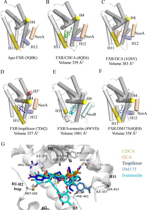 Farnesoid X Receptor FXR Structures And Ligands Computational And Structural Biotechnology