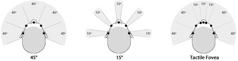 The Three Modalities Of Directional Cueing The 45 Modality Is The