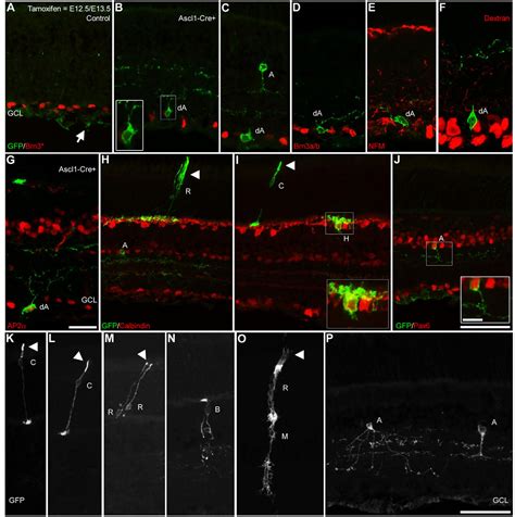 Figure From Ascl Expression Defines A Subpopulation Of Lineage Restricted Progenitors In The