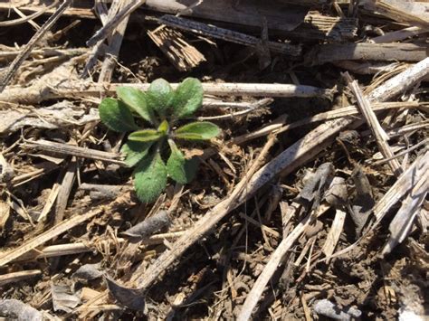Ktic Radio Extension Corner Control Winter Annual Weeds Before