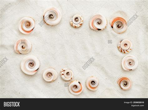 Frame Shells Image And Photo Free Trial Bigstock