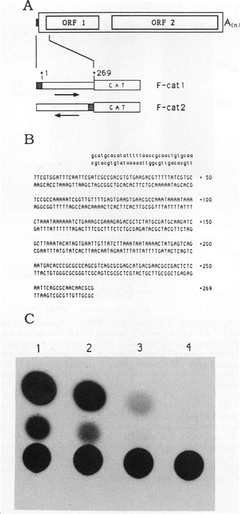 a structural organization and coding capacity of drosophila f