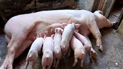 Paano Mag Alaga Ng Inahing Baboy Mula Buntis Hanggang Manganak Youtube
