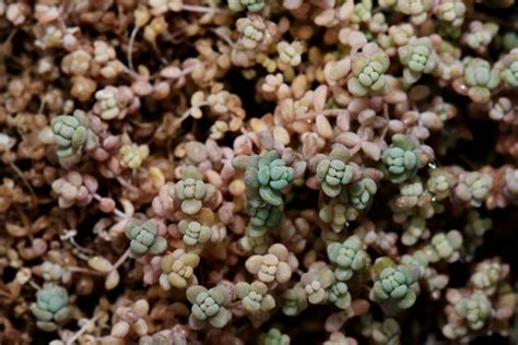 Growing Air Plants From Seed Your Step By Step Guide Succulent Alley