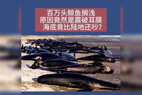 百万头鲸鱼搁浅，原因“震破耳膜”？海底竟比陆地还吵震破耳膜海底