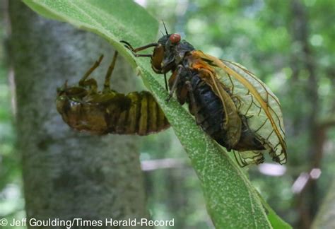 17 Year Cicadas Photo