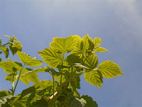 Dried Red Raspberry Blessed Maine Herb Farm