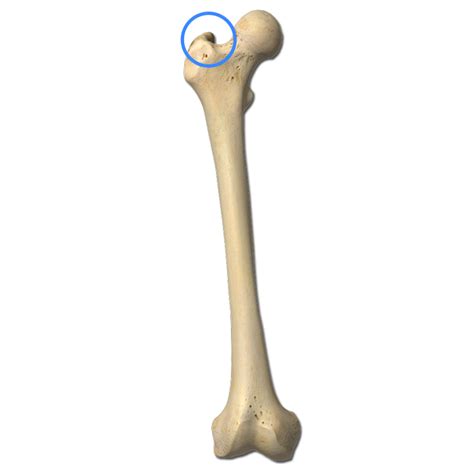 Bone Markings Location Flashcards Memorang