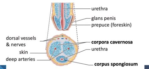 Week 8 Reproductive System Flashcards Quizlet