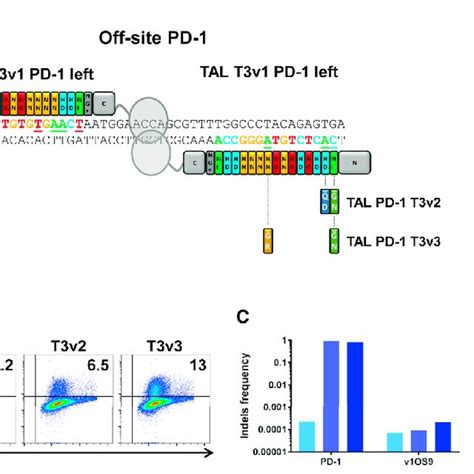 Design Of Two Pd 1 Talen Targeting The First Exon Of Pdcd1 Locus A