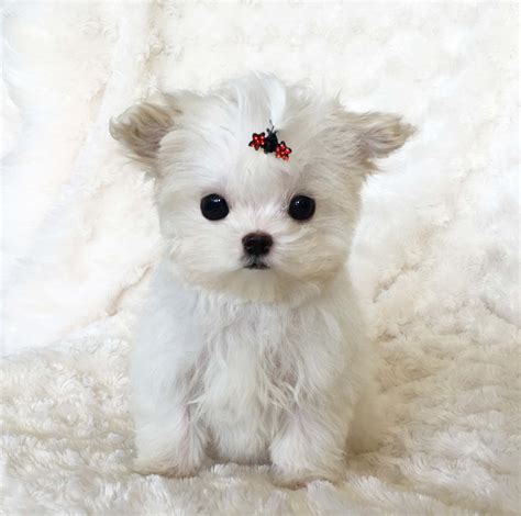 Micro Teacup Maltipoo Puppy TEENY TINY IHeartTeacups
