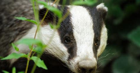 The Great Badger And Bovine Tb Cover Up Is It Really A Health Risk