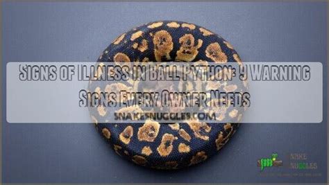 Signs Of Illness In Ball Python 9 Warning Signs Every Owner Needs