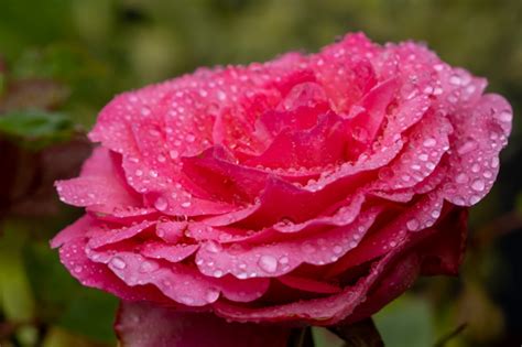 장미의 배경 이미지 컬러 의 신선한 파스텔 색상 장미 정원에 장미 덤불 꽃에 물이 떨어집니다 장미 꽃잎에 물 방울 클로즈업 건물 정면에 대한 스톡 사진 및 기타 이미지